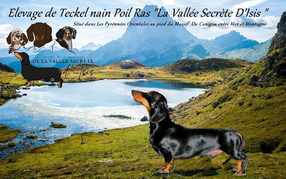 Accueil Elevage De La Vallée Secrète D Isis Eleveur De Chiens